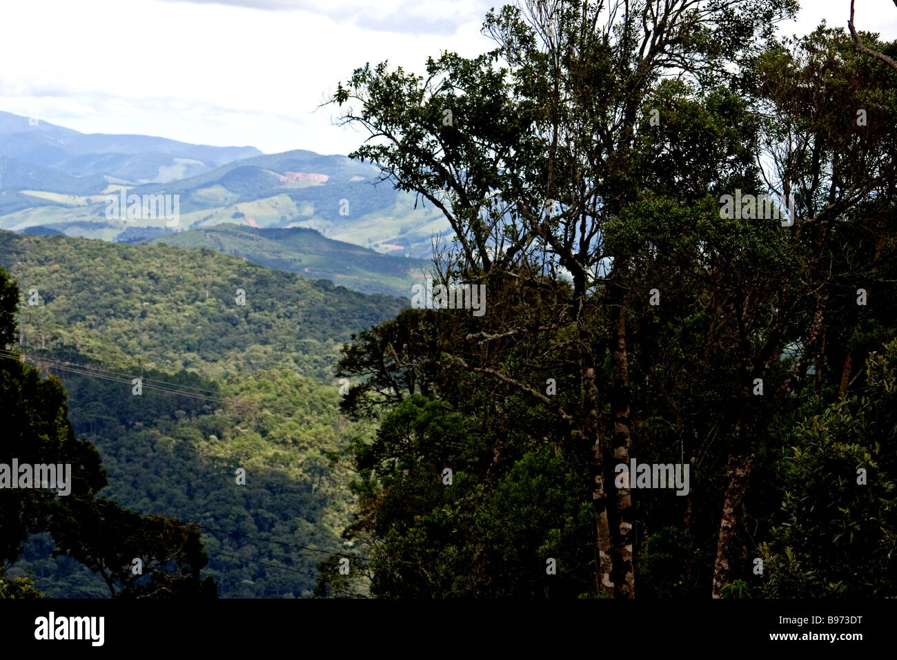 Atlantic forest landscape Stock Photo - Alamy