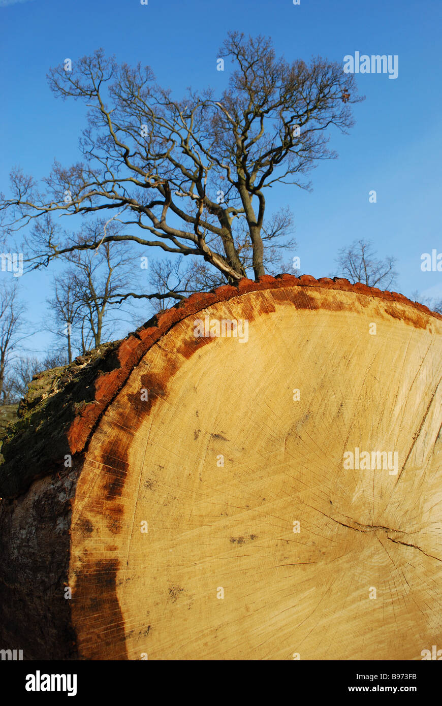 Tree in Trent Park, London Stock Photo - Alamy