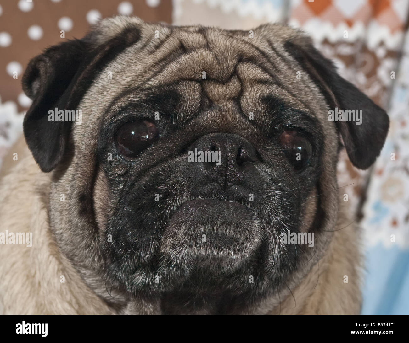Portrait of 4 year old male Pug dog Stock Photo - Alamy
