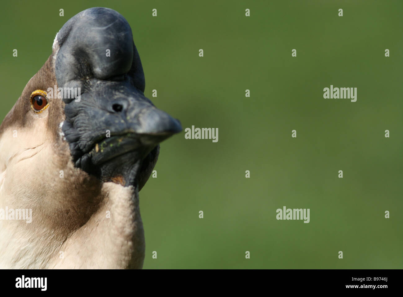 male african goose close up portrait Stock Photo - Alamy