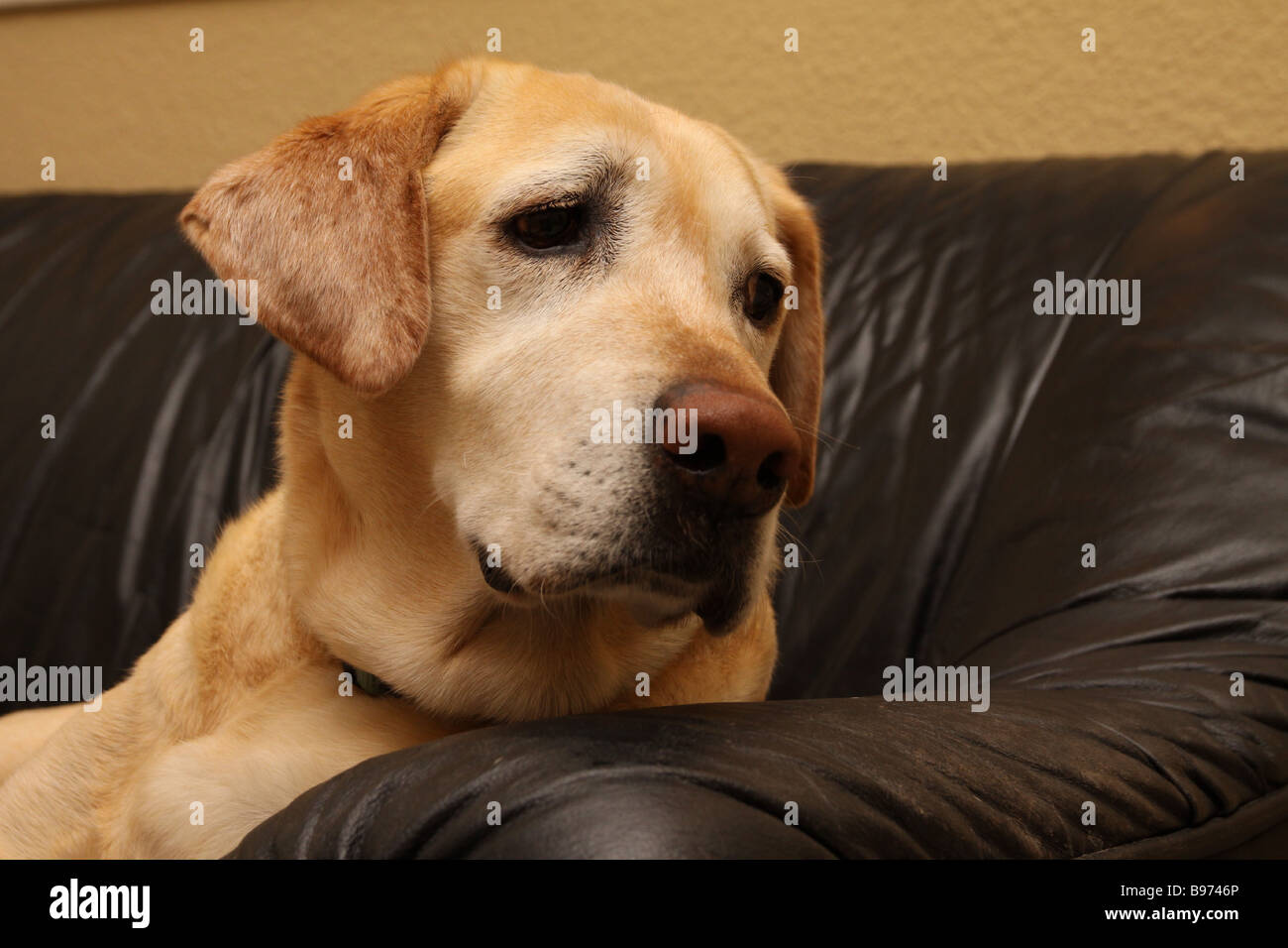 old labrador retriever dog with arthritis sitting on family room couch ...