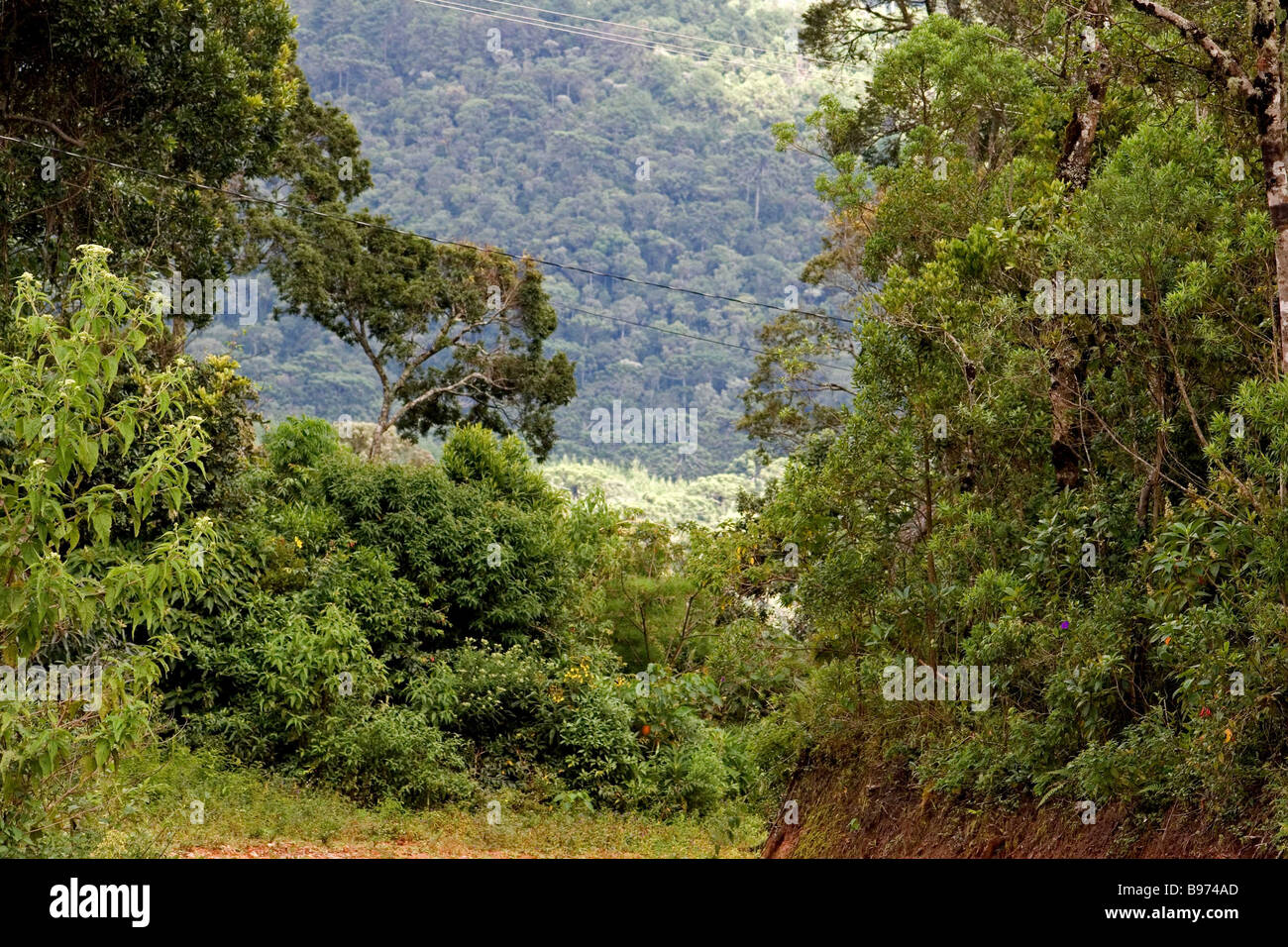 Atlantic forest landscape Stock Photo - Alamy