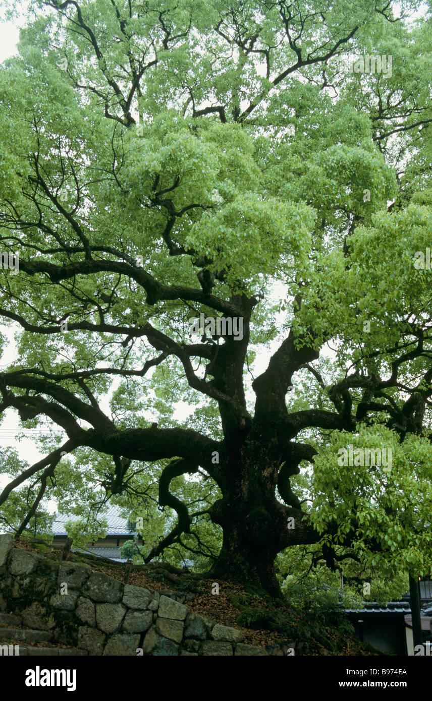 Camphor tree kyoto hi-res stock photography and images - Alamy