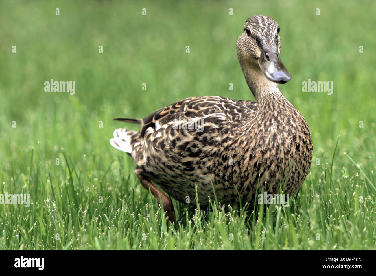 Female Mallard Duck sitting in the grass Stock Photo - Alamy
