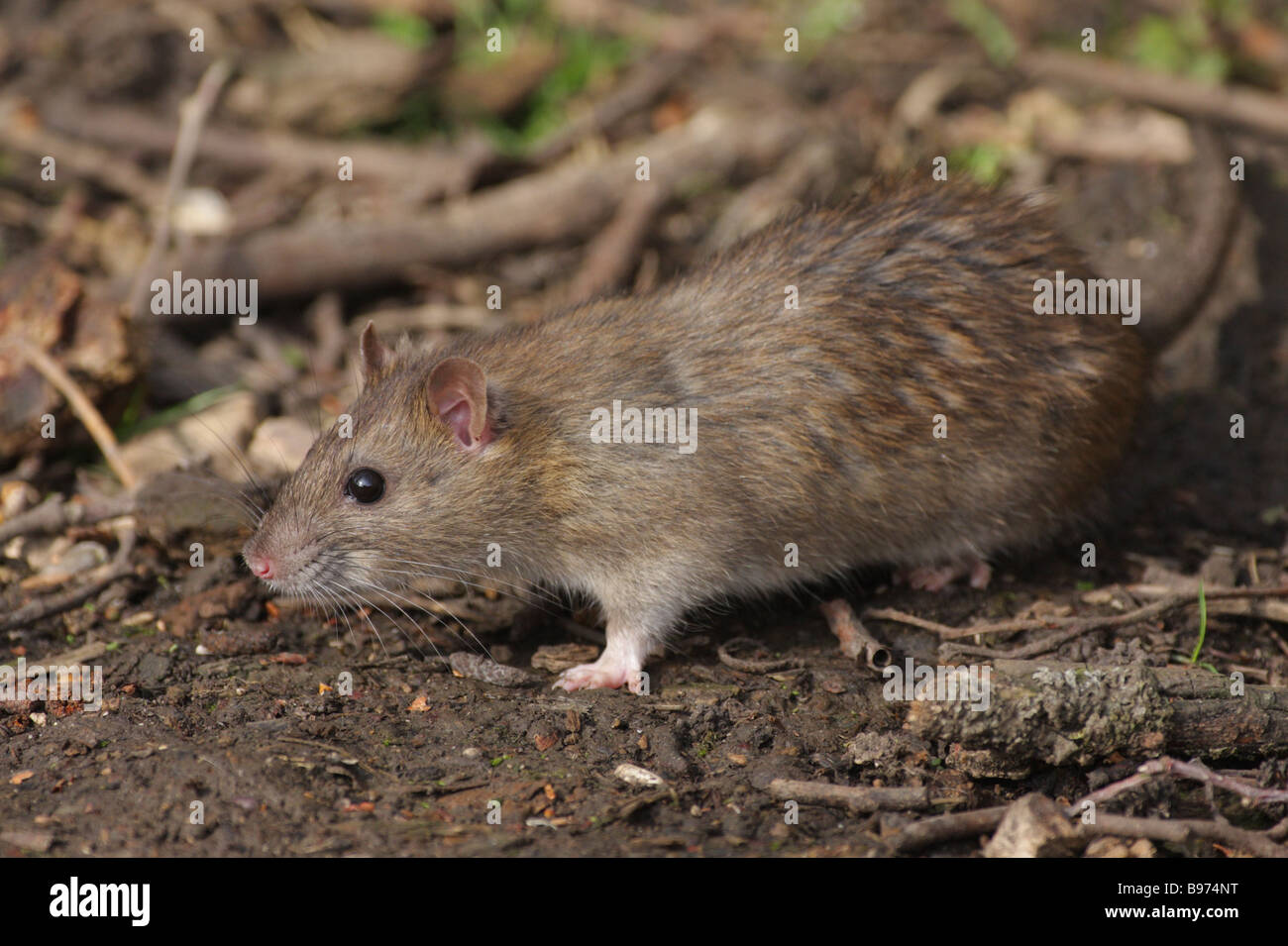 Brown Rat - Rattus norvegicus Stock Photo - Alamy