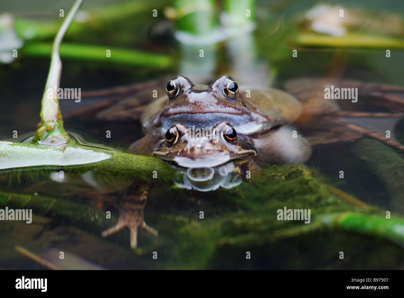 Breeding couple at hi-res stock photography and images - Alamy