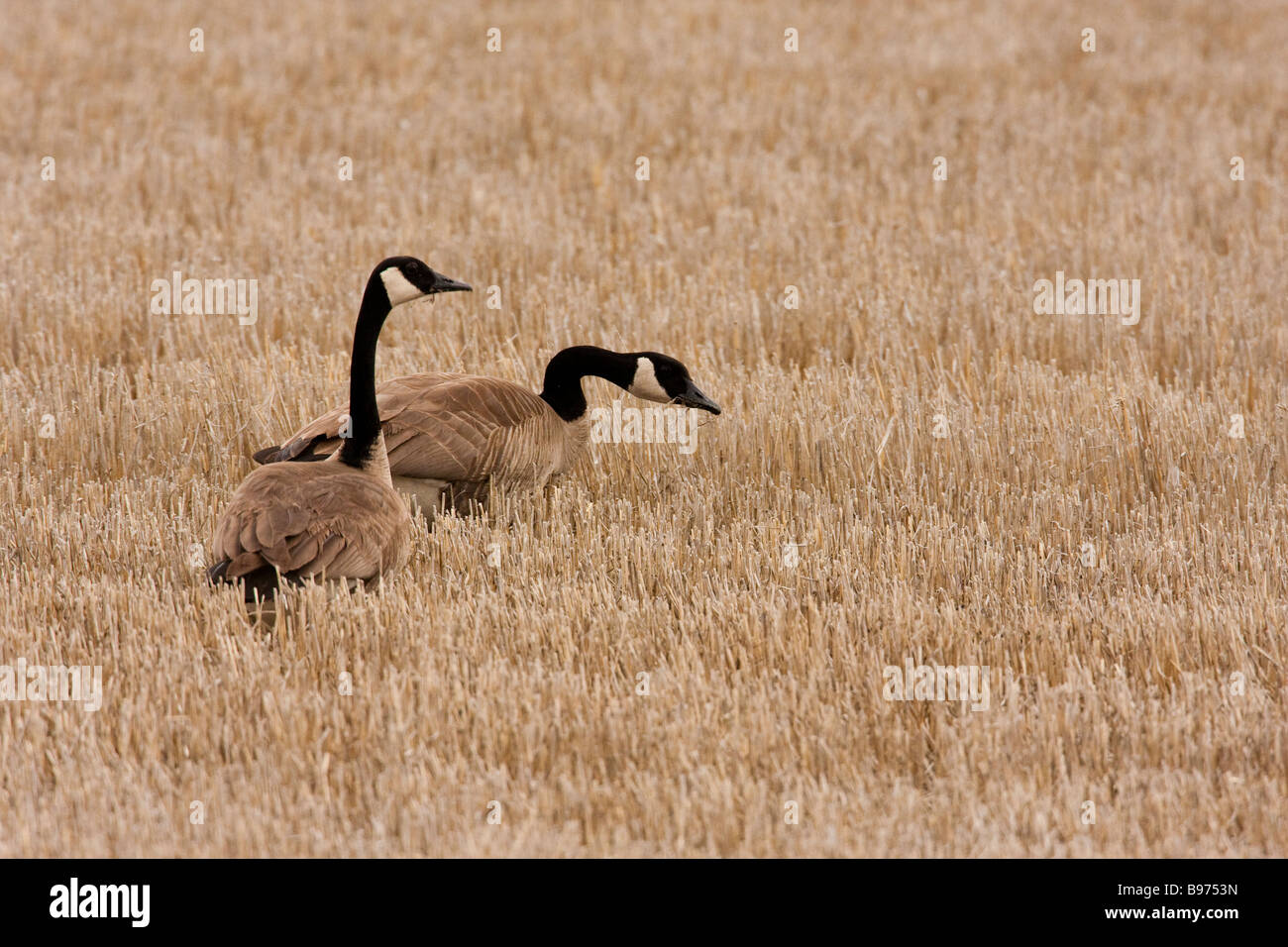 Tule geese hi-res stock photography and images - Alamy