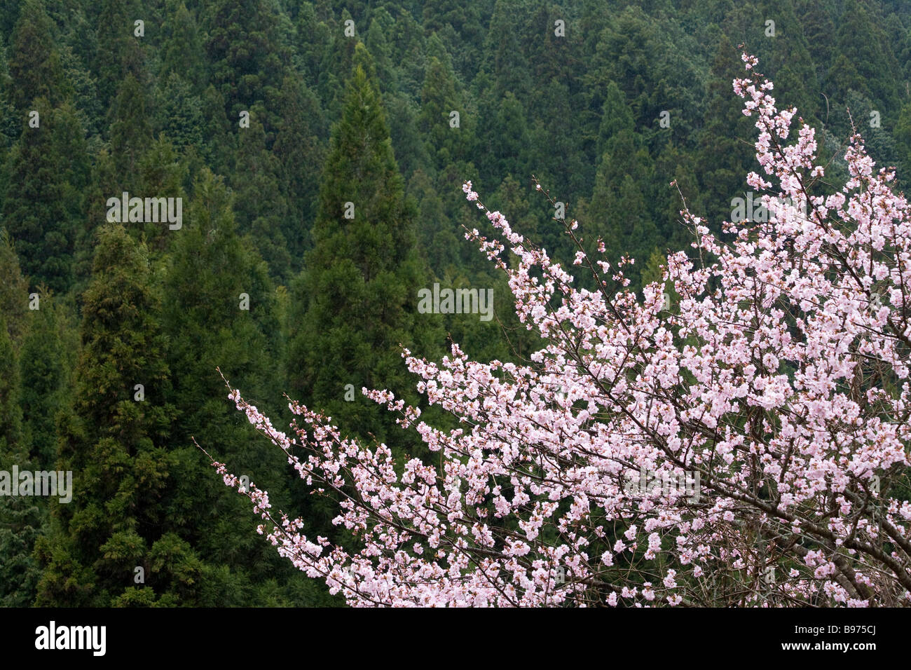 Cherry blossom with forest Stock Photo - Alamy