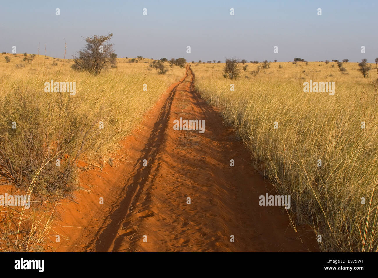 A red sand track runs through golden grass in the Kalahari desert in ...
