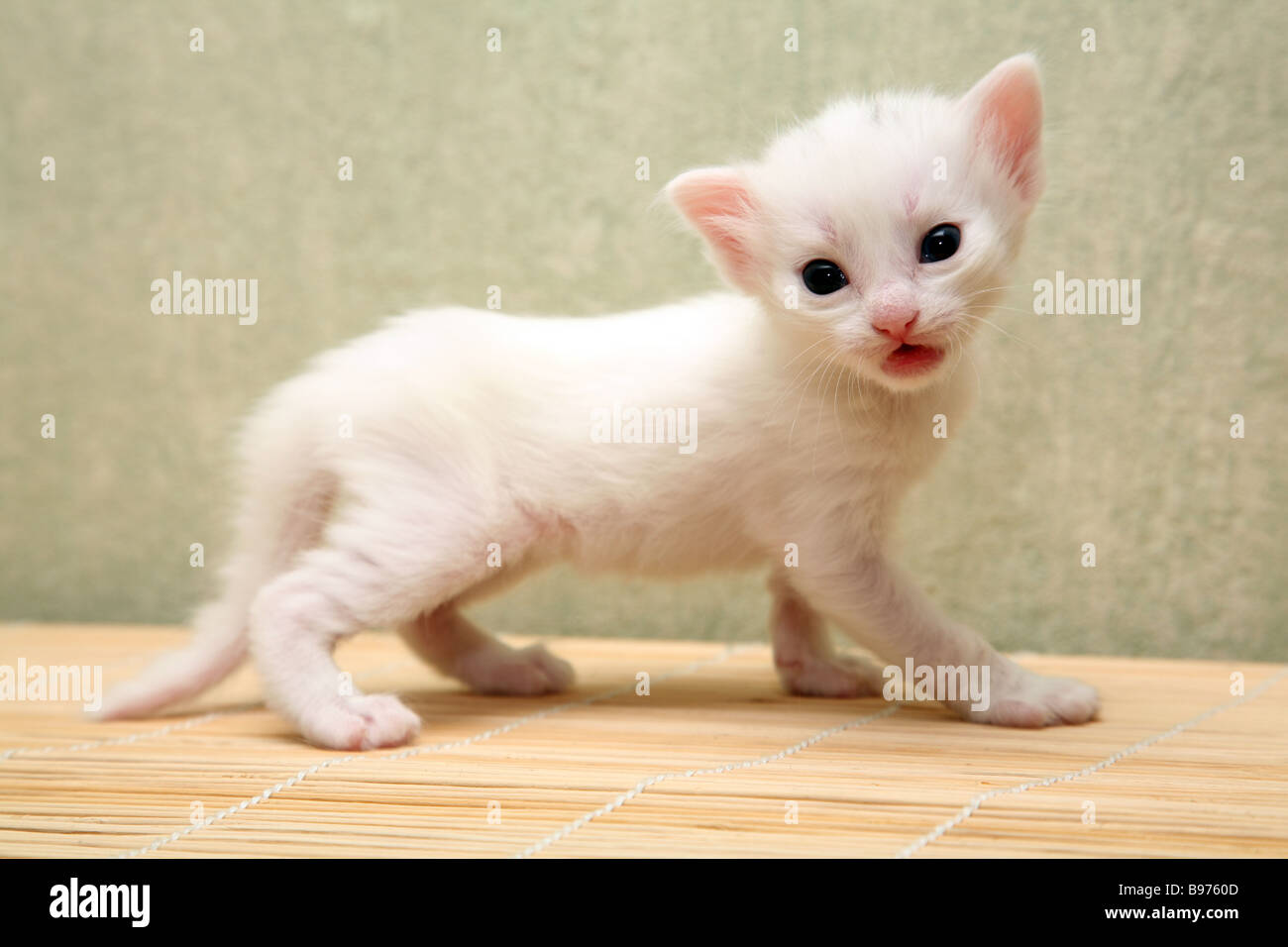 Angora indoors indoor breed breeds hi-res stock photography and images ...