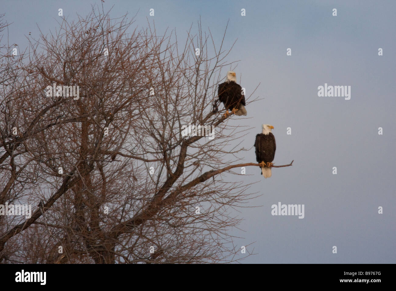 American bald eagles sit on hi-res stock photography and images - Alamy