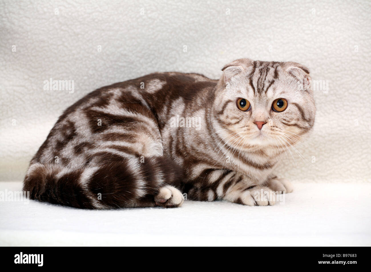Scottish Fold Cat Stock Photo - Alamy