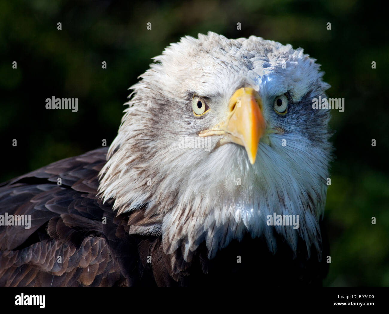 Alaskan Bald Eagle (Haliaeetus leucocephalus Stock Photo - Alamy