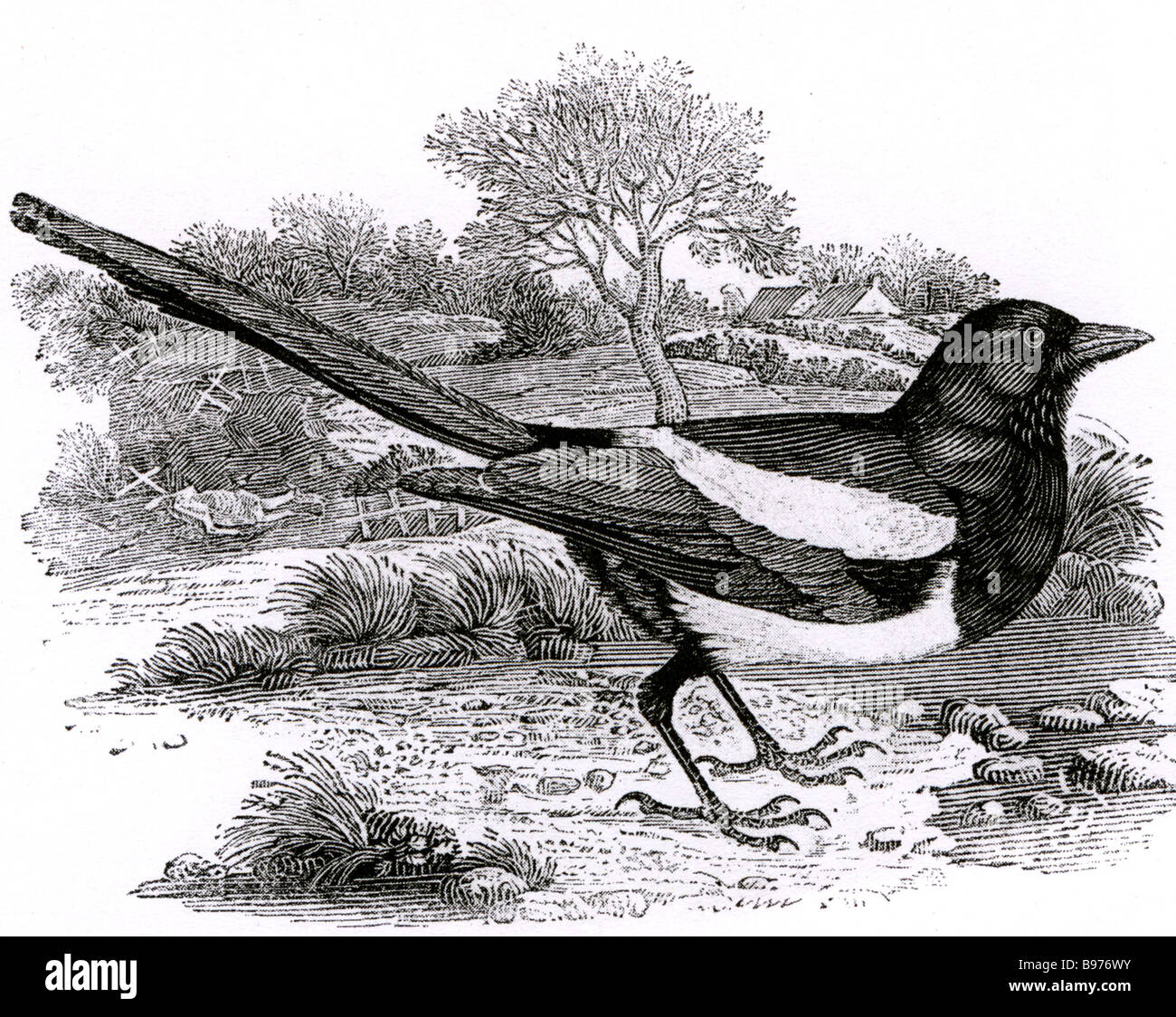 MAGPIE wood engraving by Thomas Bewick Stock Photo - Alamy