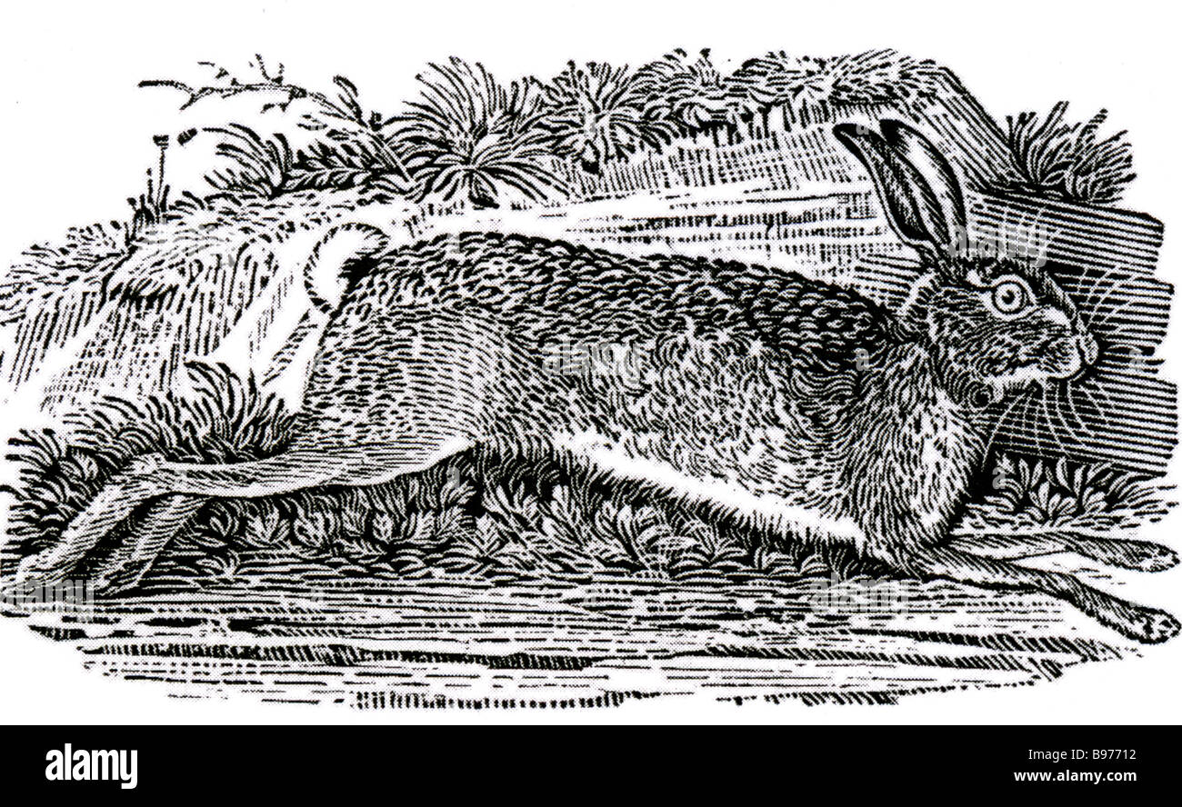 RABBIT by Thomas Bewick, English wood engraver Stock Photo - Alamy