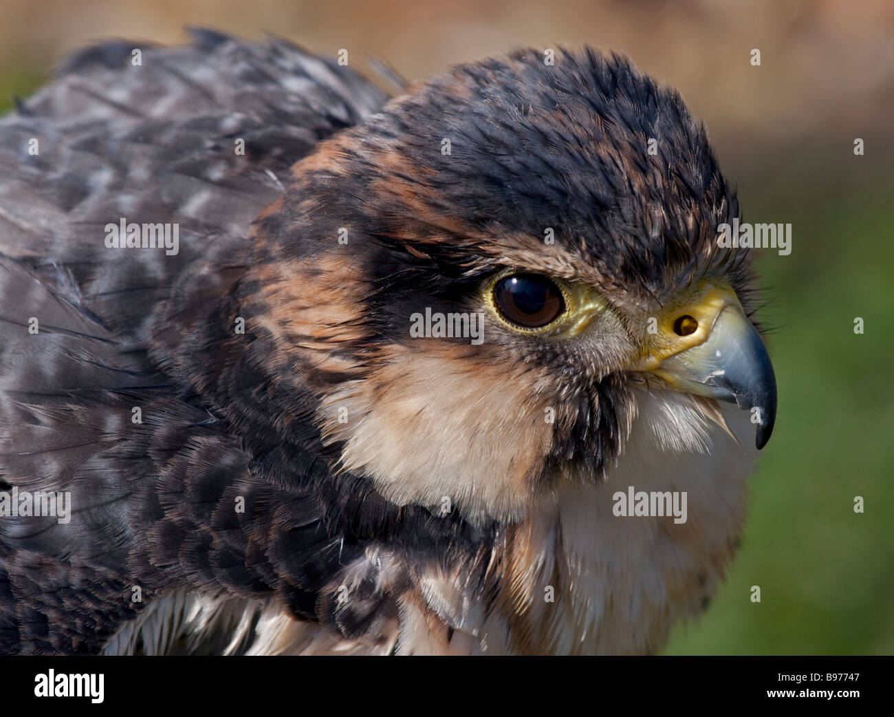 Peregrine falcon x lanner falcon hi-res stock photography and images ...