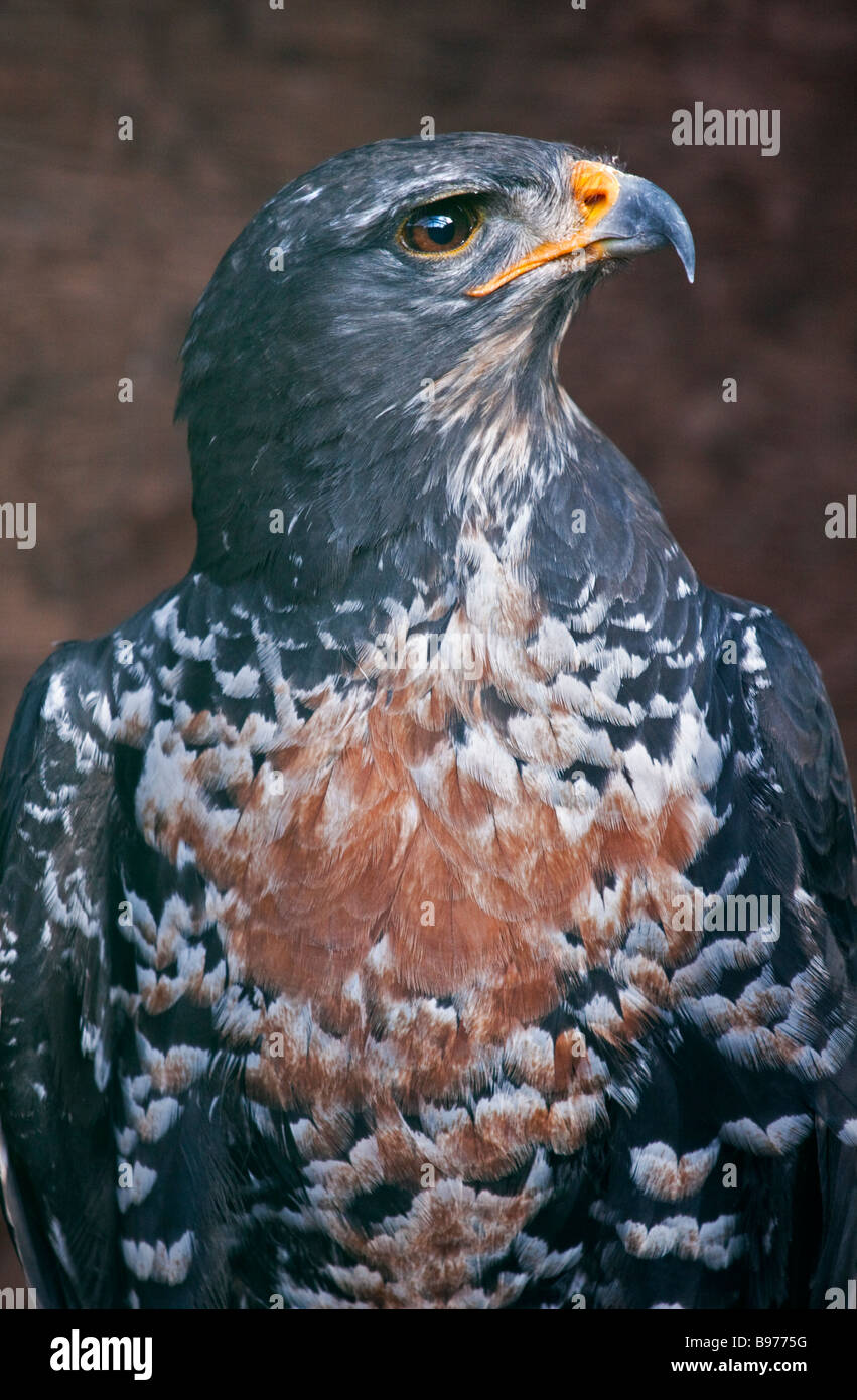 Jackal Buzzards High Resolution Stock Photography and Images - Alamy