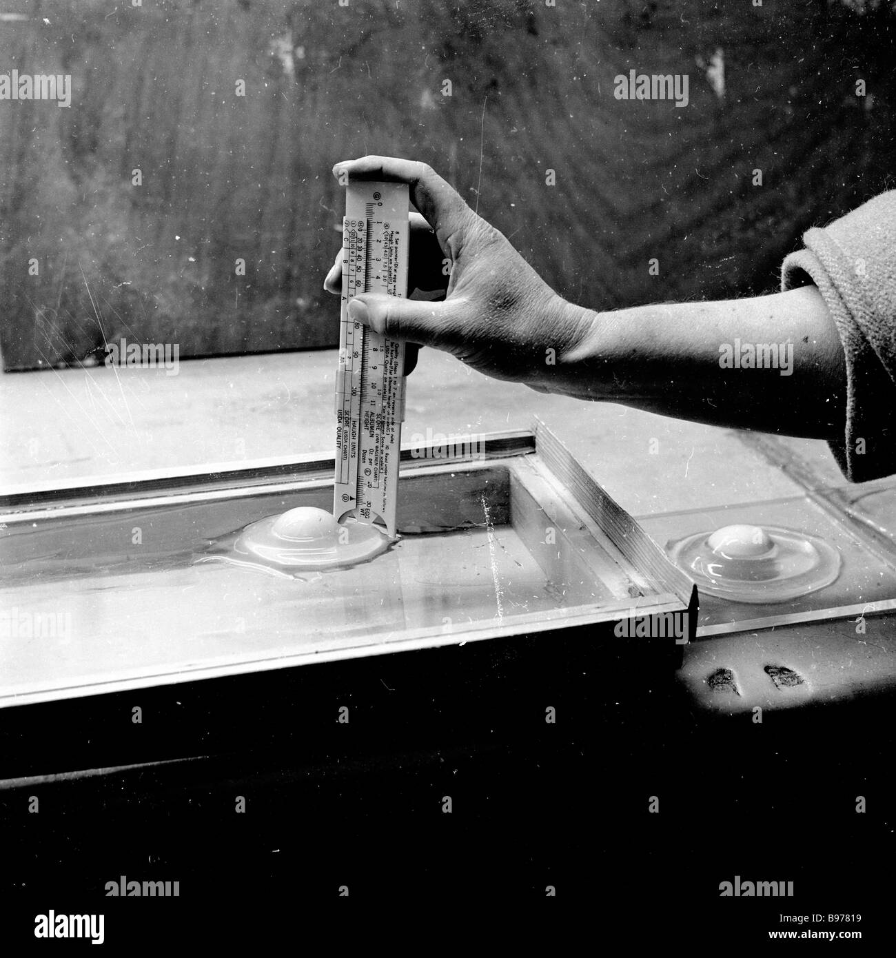 1950s, historical, checking eggs. A slide rule being used to measure ...