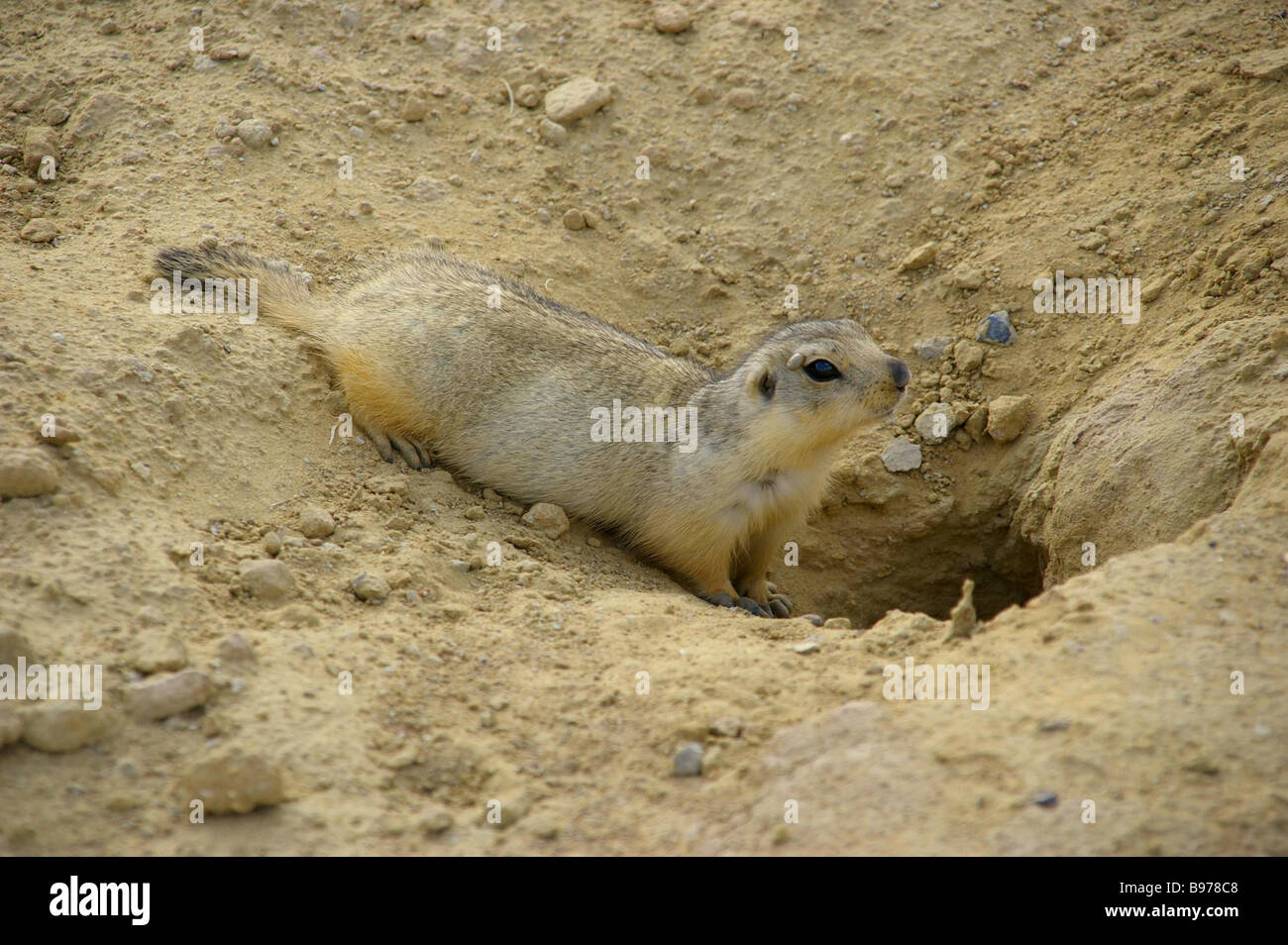 A ground squrrel bobac at the Baikonur space center Stock Photo - Alamy
