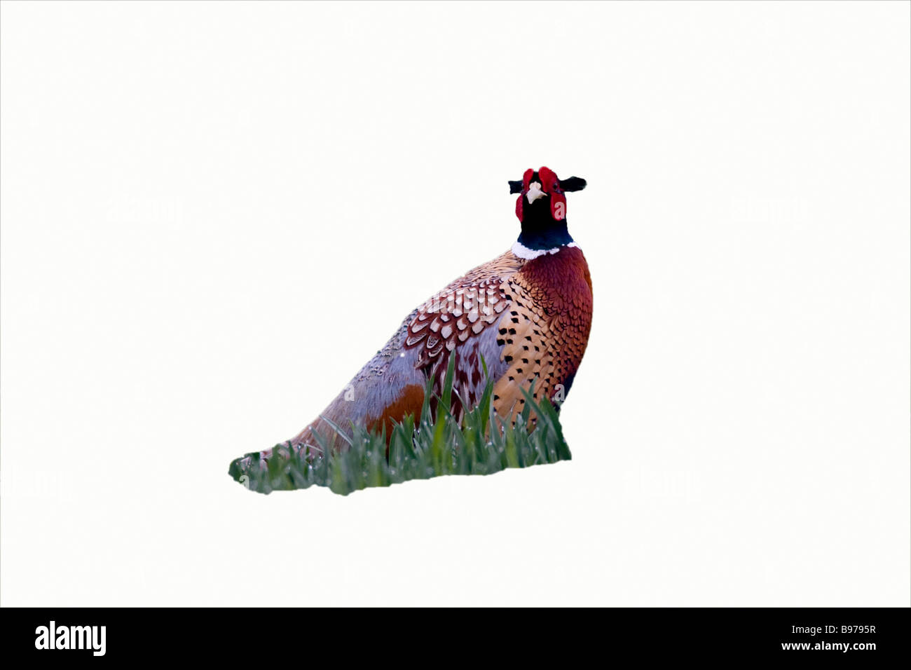 Phasianidae Cut Out Stock Images & Pictures - Alamy