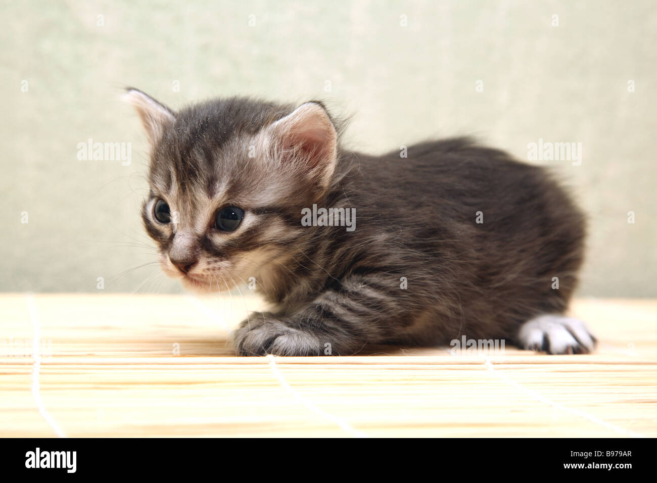 Angora indoors indoor breed breeds hi-res stock photography and images ...