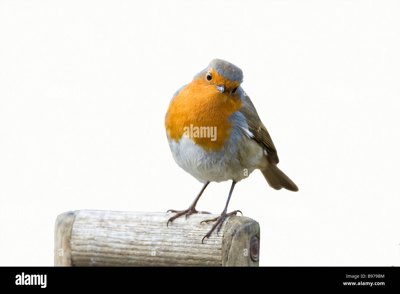 Robin Cut Out Stock Photos & Robin Cut Out Stock Images - Alamy