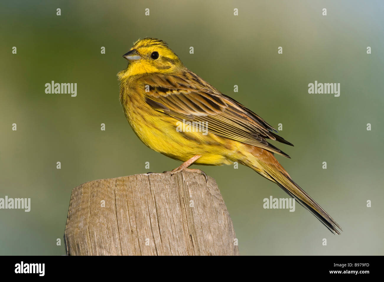 Yellowhammer sit hi-res stock photography and images - Alamy
