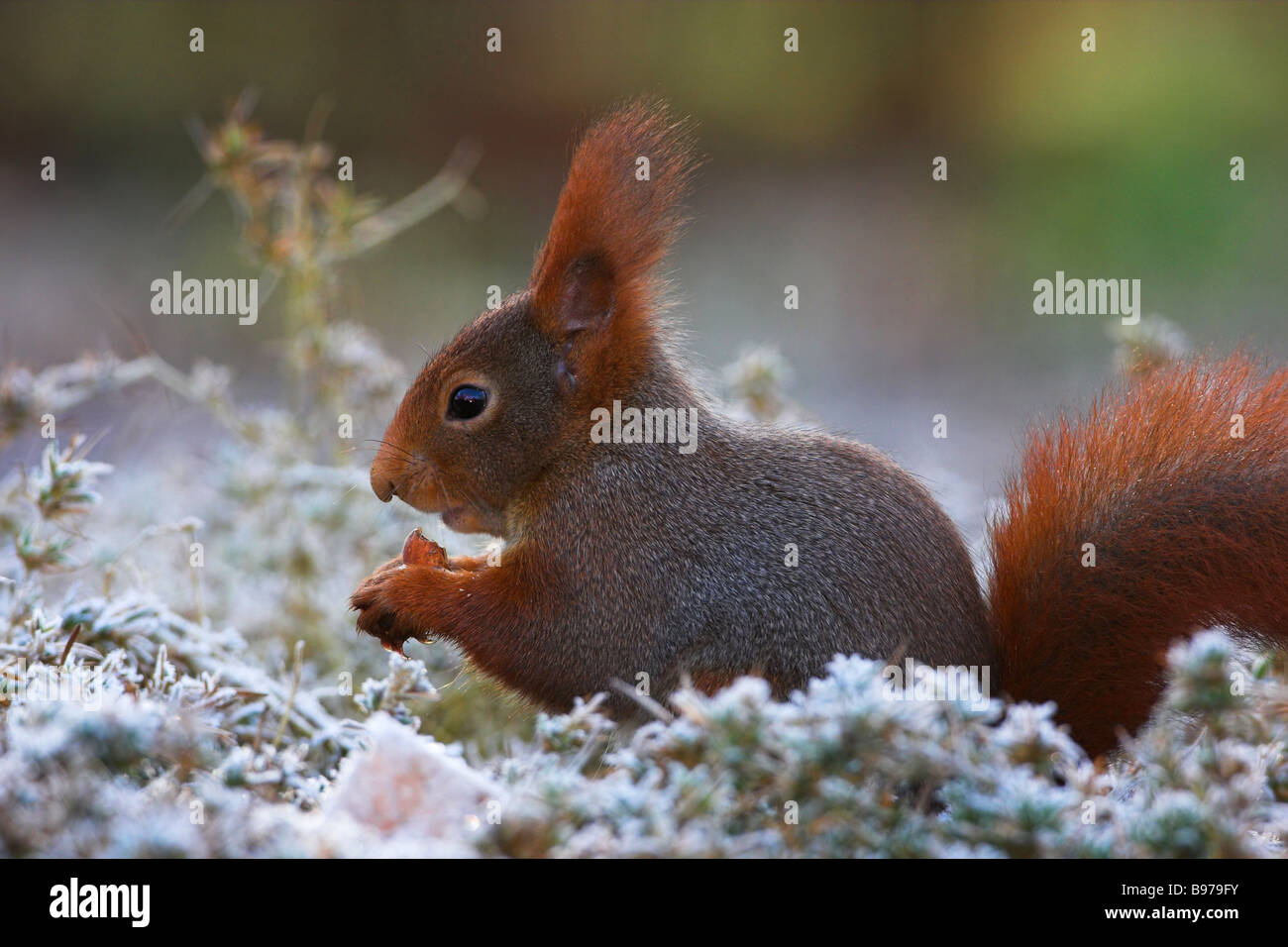 Squirrels mammals rodents hi-res stock photography and images - Alamy