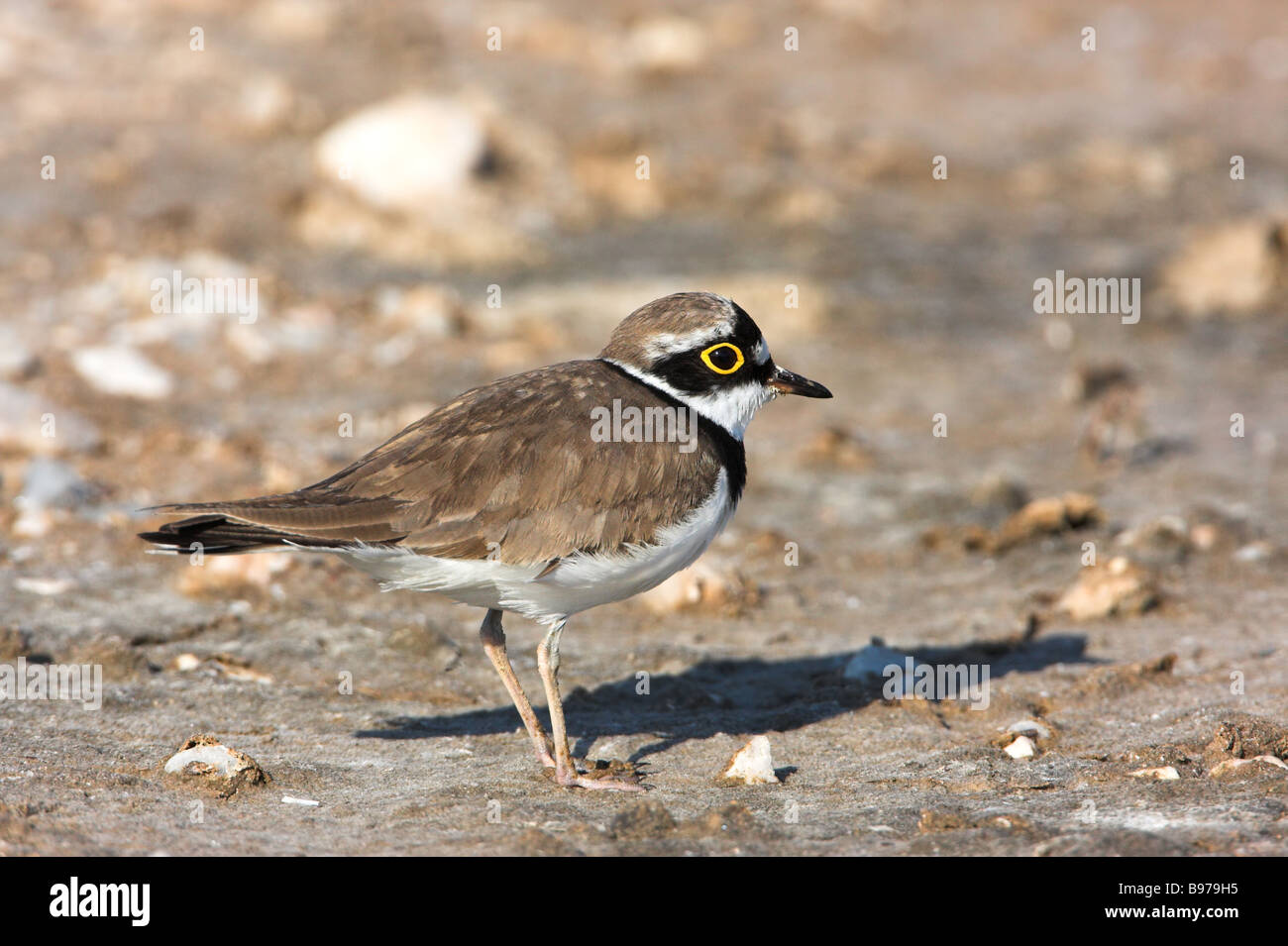 Little Ringed Plover Stock Photo - Alamy