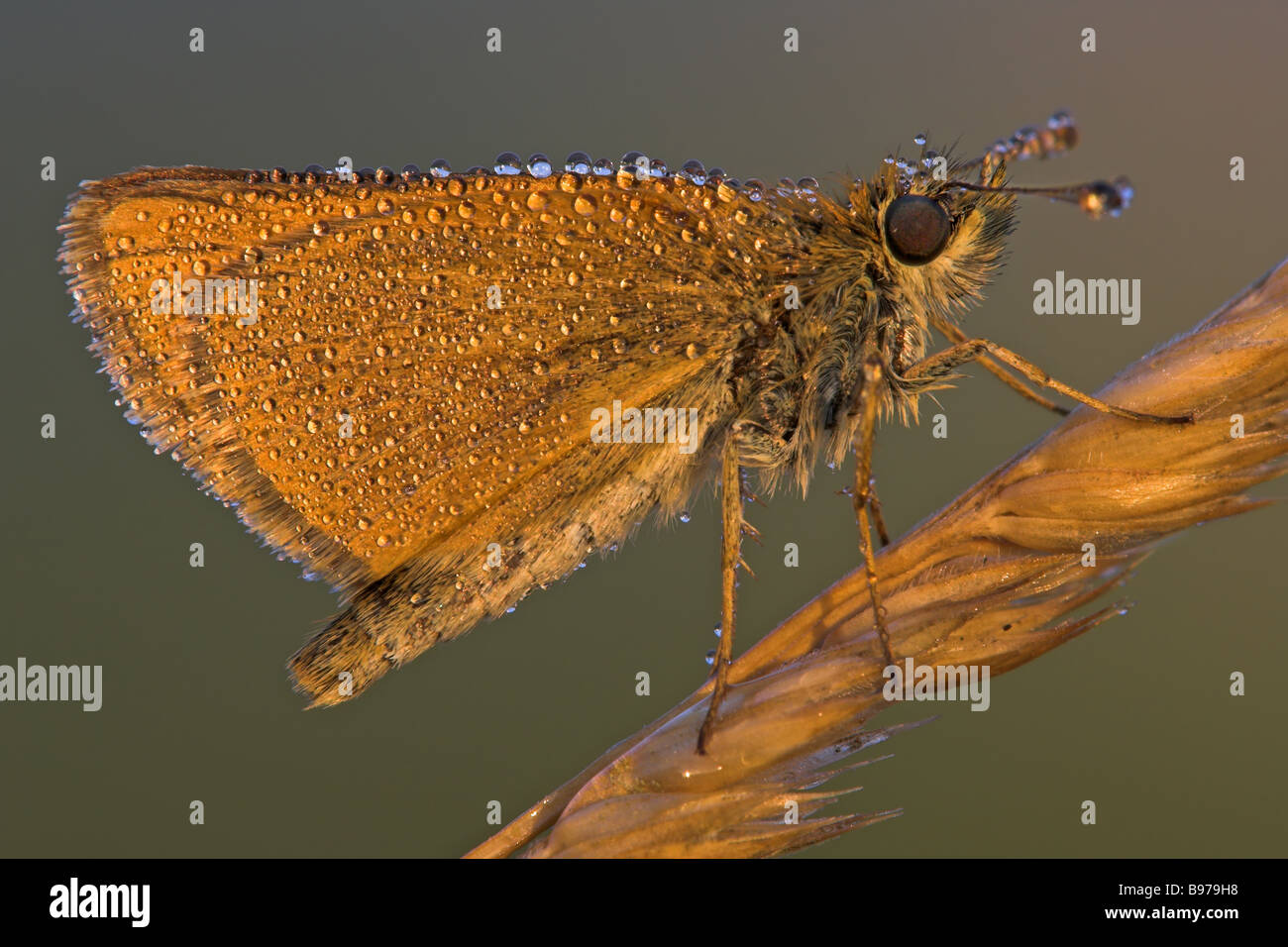 Rust colored bird hi-res stock photography and images - Alamy