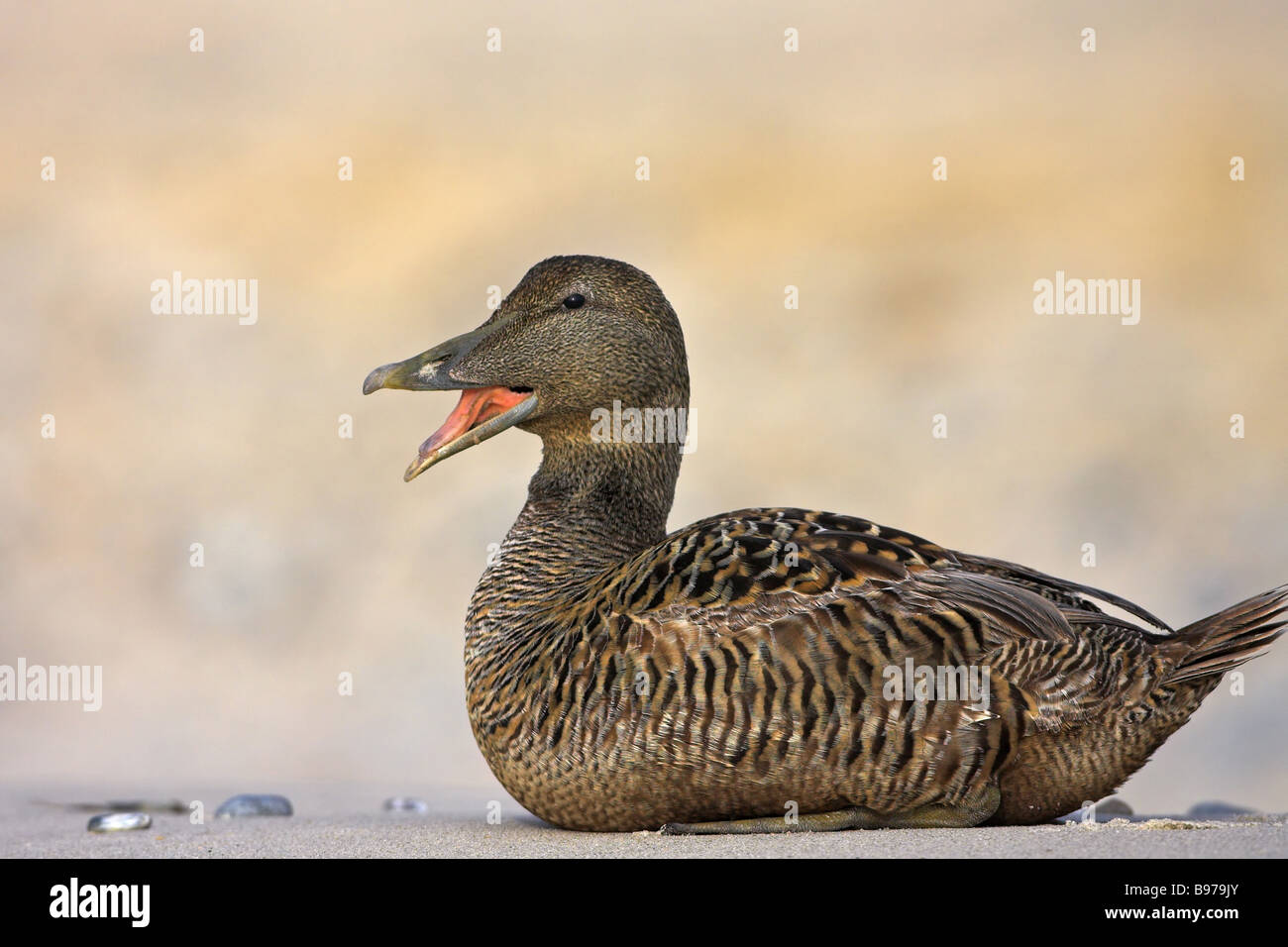 Eider hen hi-res stock photography and images - Alamy