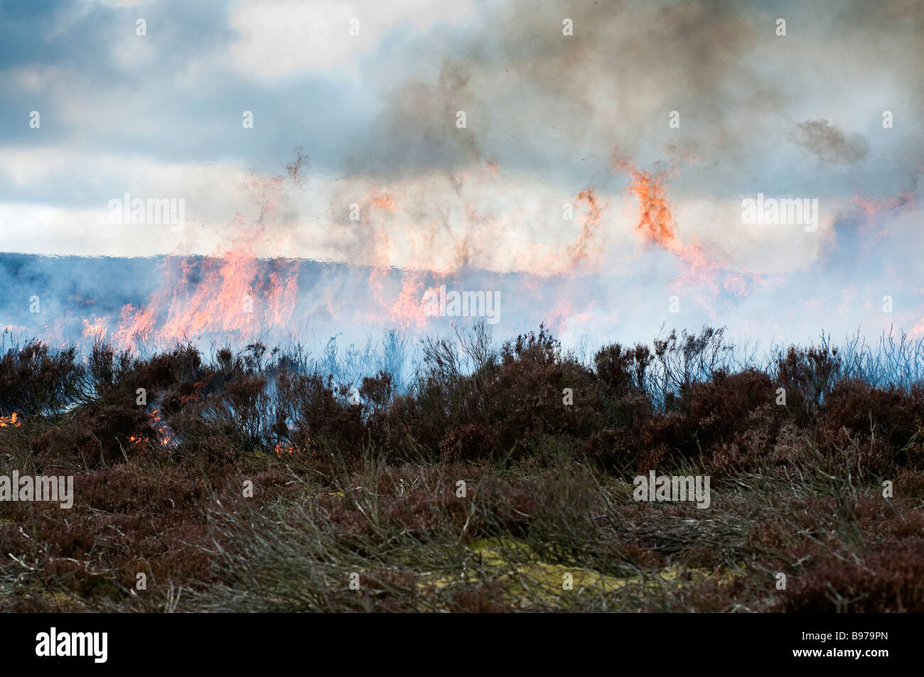 A fire burning old heather in a controlled fire on Barden Fell, North ...