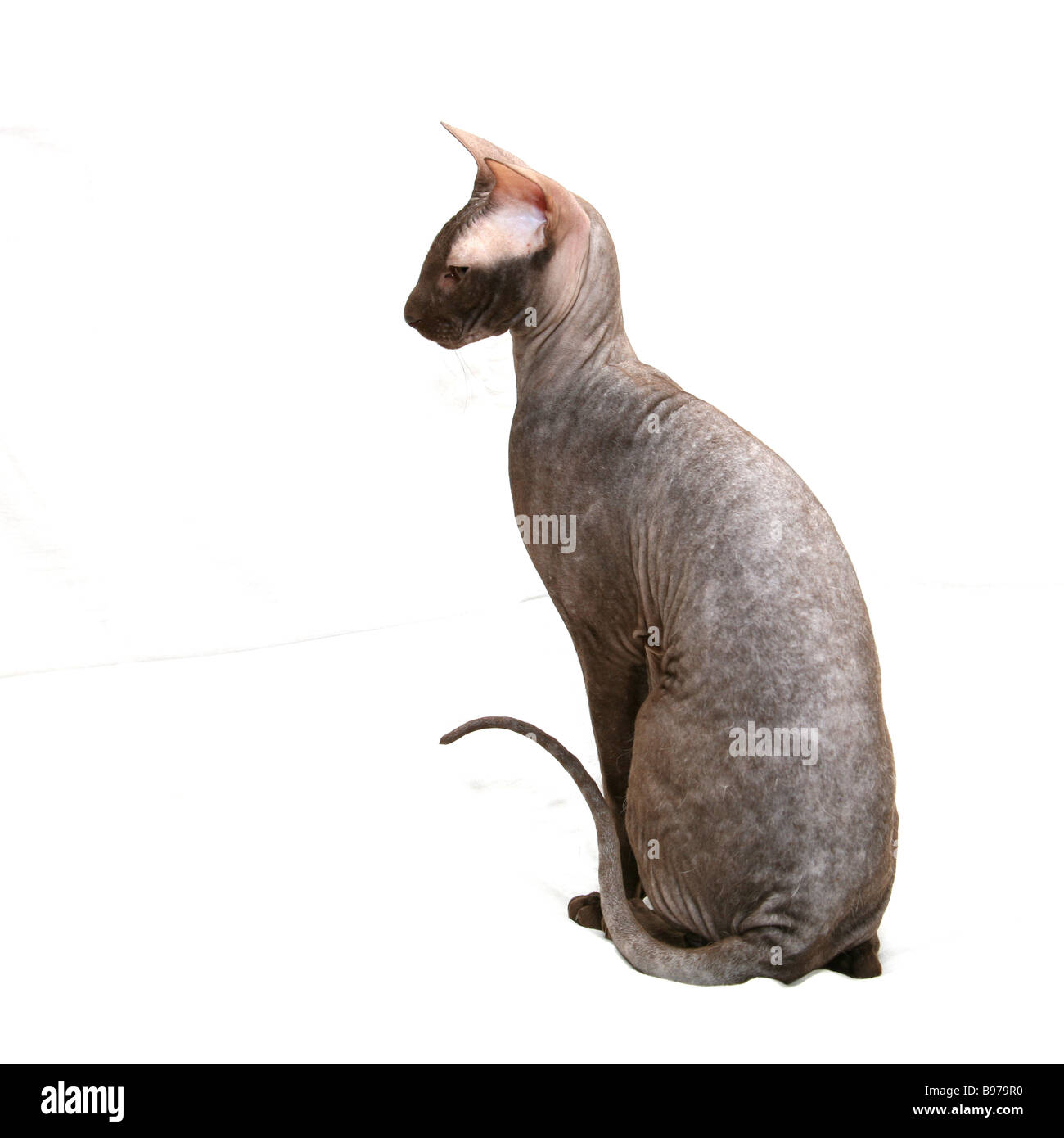 Peterbald cat hi-res stock photography and images - Alamy