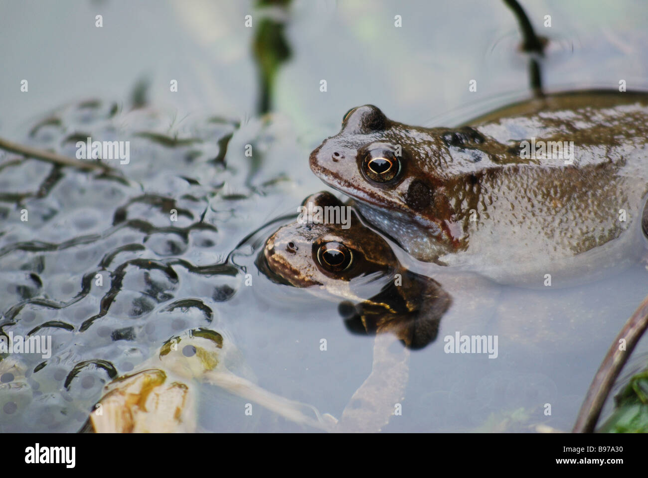 Frogs during breeding season Stock Photo - Alamy
