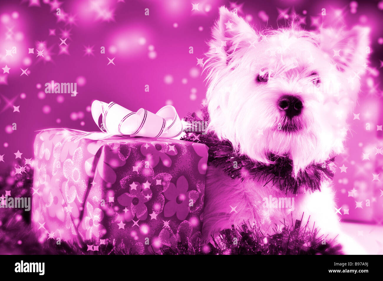 Cute white puppy with present and snowflakes Stock Photo - Alamy