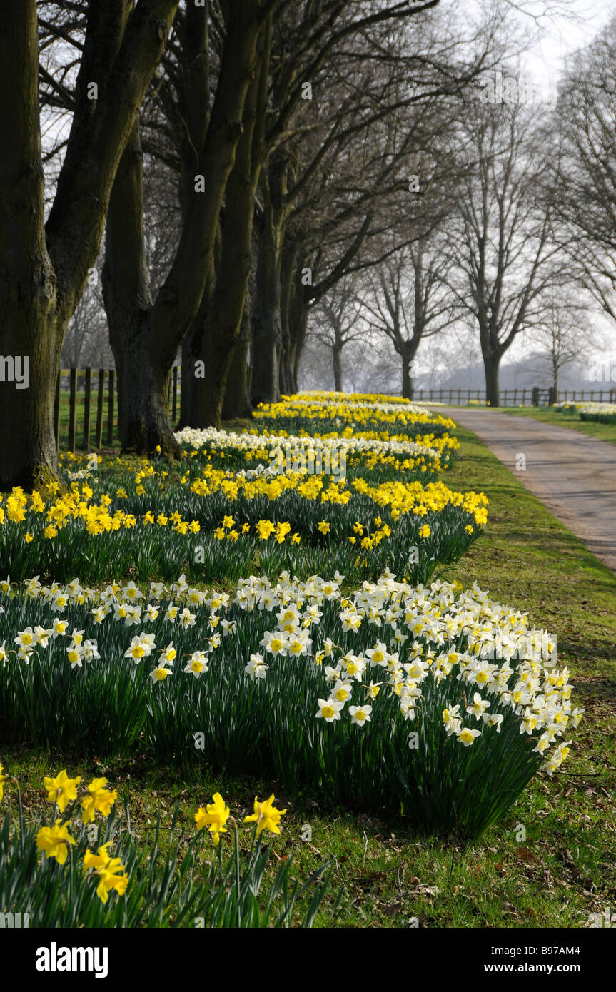 Riot of yellow spring flowers hi-res stock photography and images - Alamy