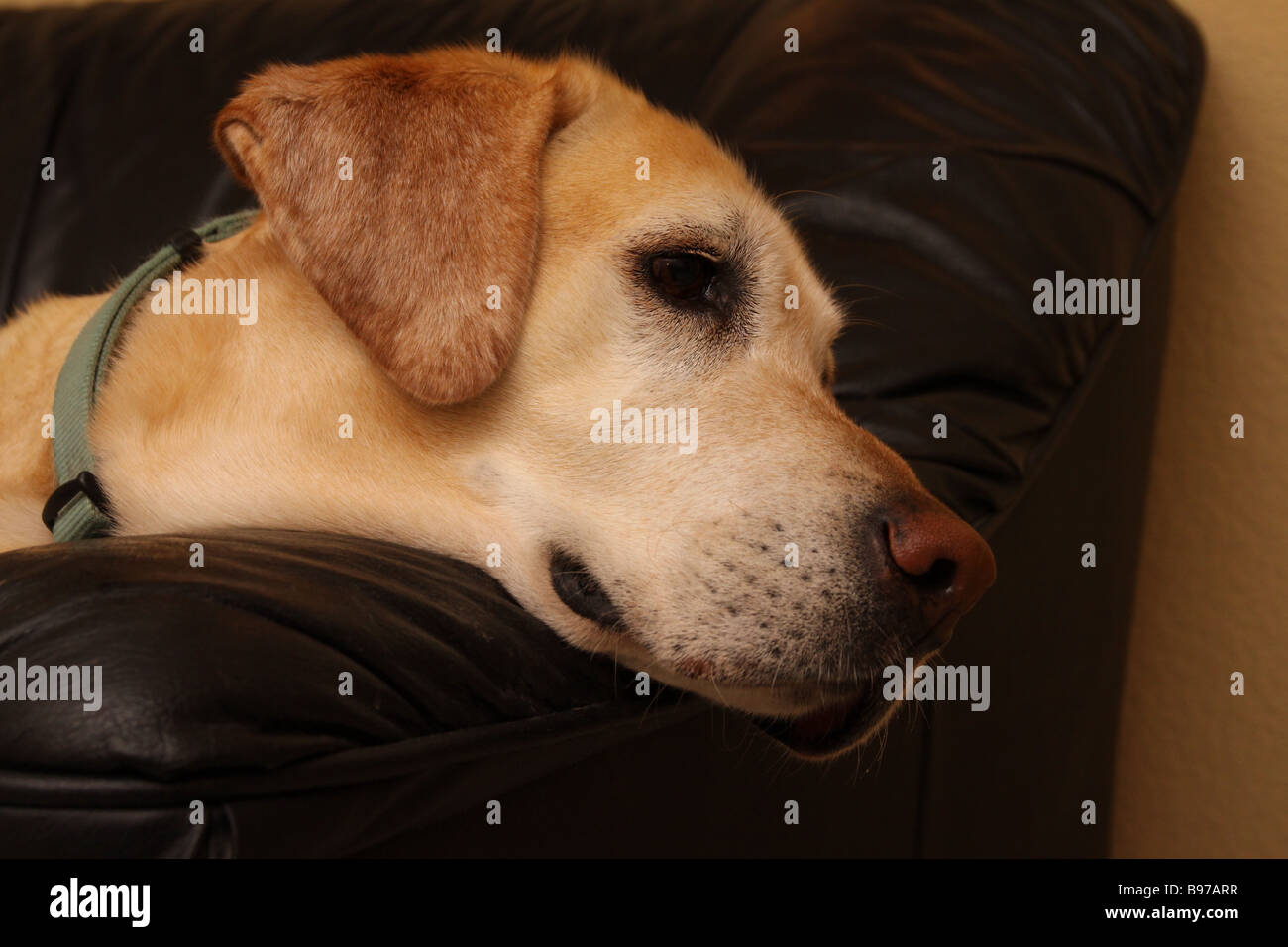lazy yellow labrador resting his head on the couch Stock Photo - Alamy