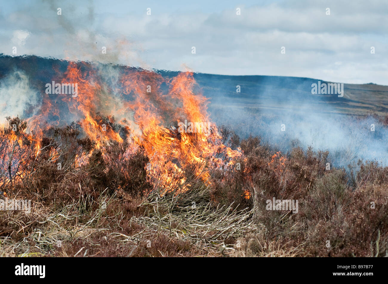 Gamekeepers burning the old heather on Barden Fell, Skipton, North ...