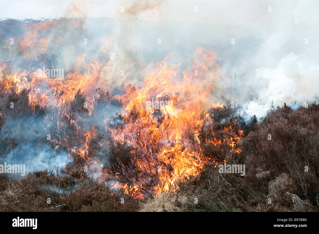 Burning old heather on Barden Fell in a controlled burning by the ...