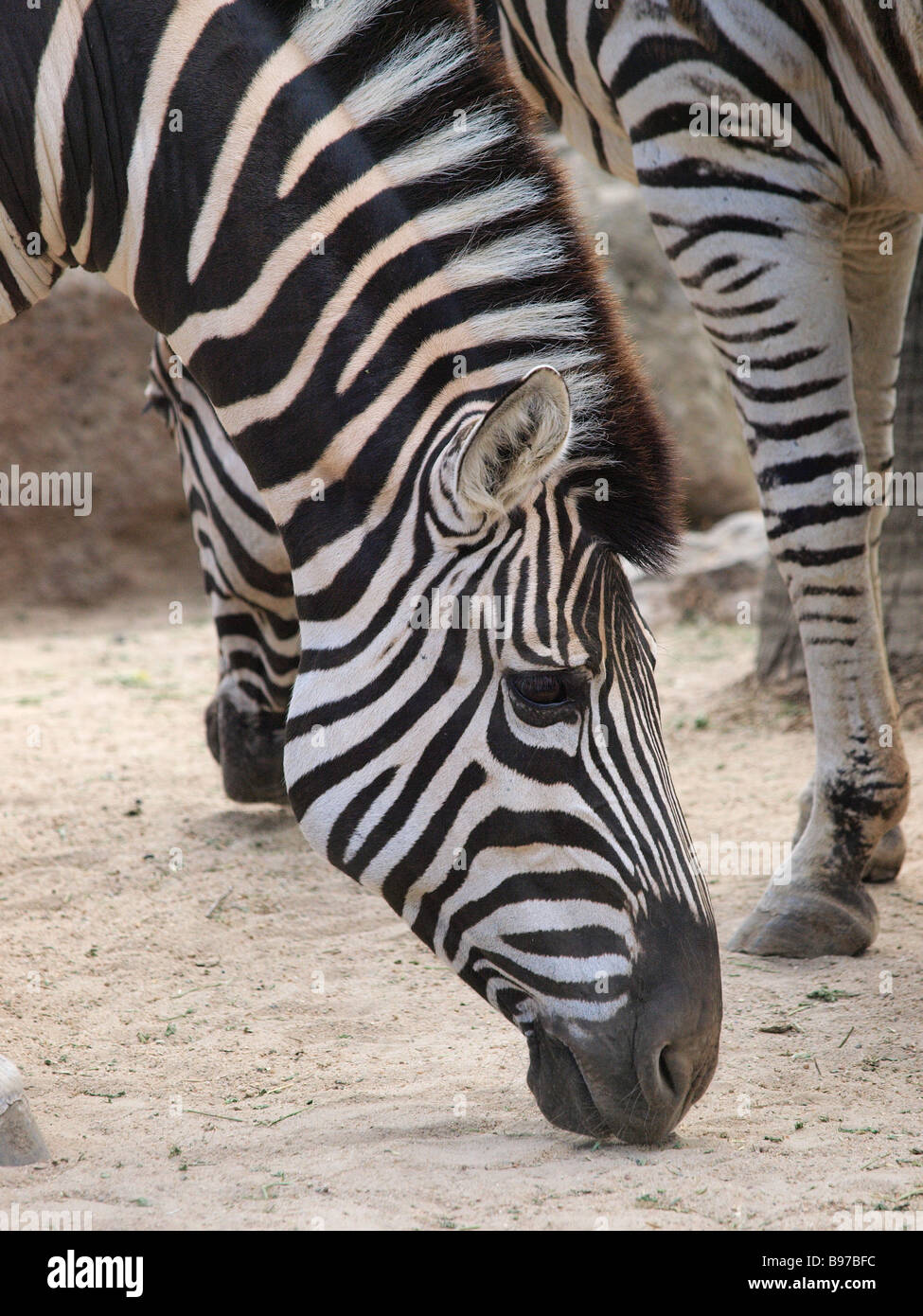 Zebra melbourne zoo hi-res stock photography and images - Alamy
