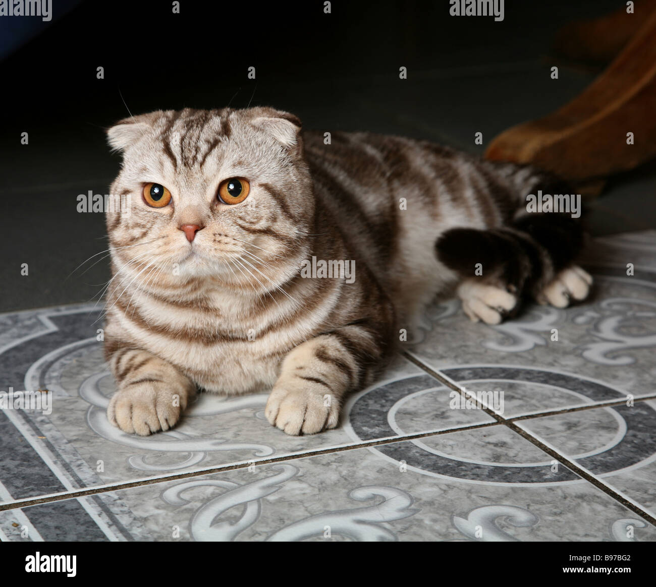 Scottish Fold Cat Stock Photo - Alamy