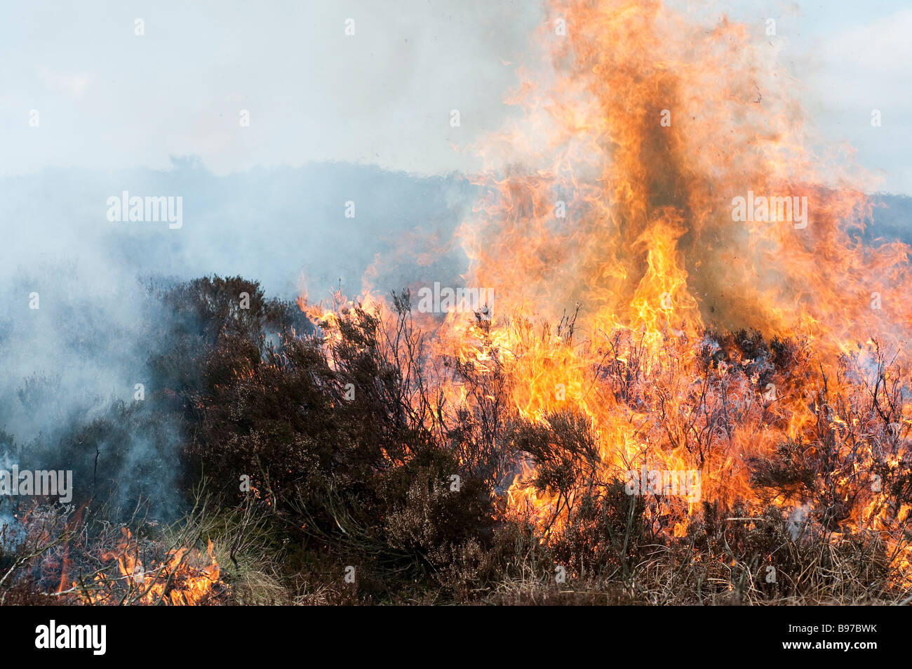 Old heather burning in a controlled fire set by the gamekeepers of ...