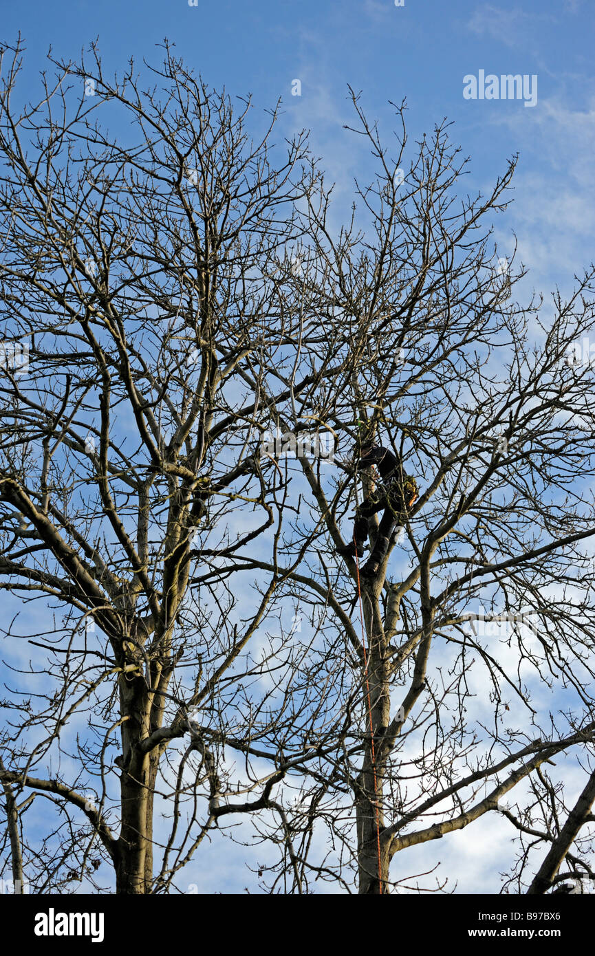 Tree surgeon ascending a 60 foot ash tree. Kendal, Cumbria, England ...
