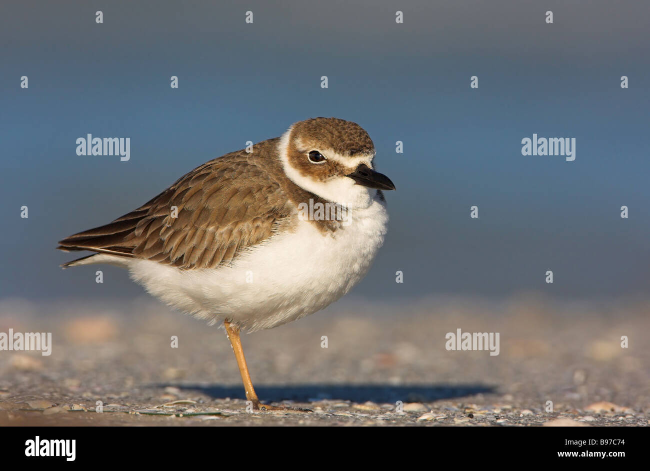 Wilsons plover hi-res stock photography and images - Alamy