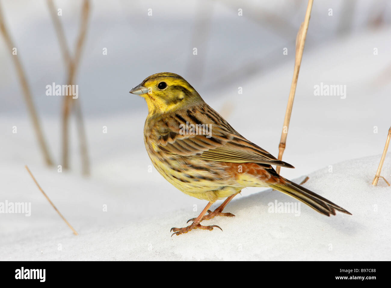 Yellowhammer bird hi-res stock photography and images - Alamy