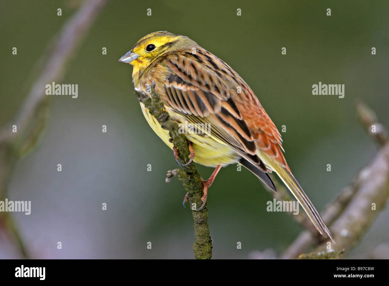 Yellowhammer sit hi-res stock photography and images - Alamy
