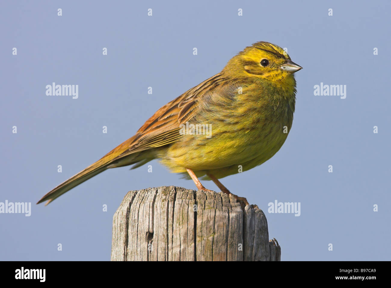 Yellowhammer sit hi-res stock photography and images - Alamy