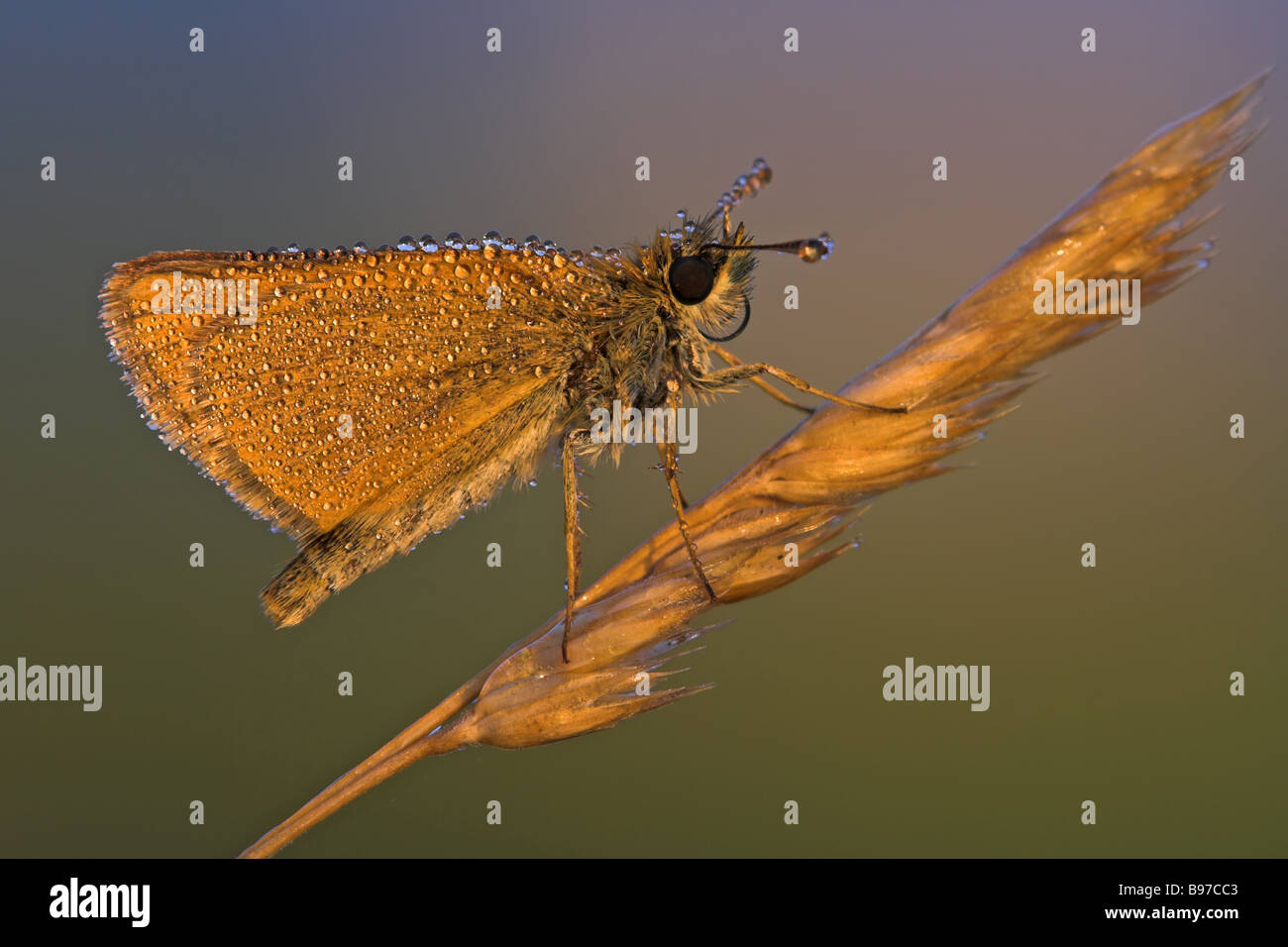 Rust colored bird hi-res stock photography and images - Alamy