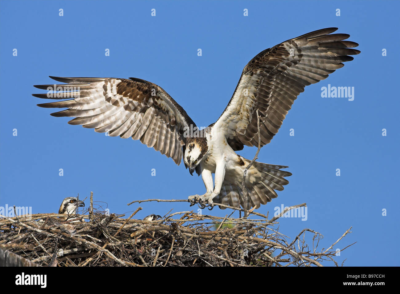 Osprey nests hi-res stock photography and images - Alamy