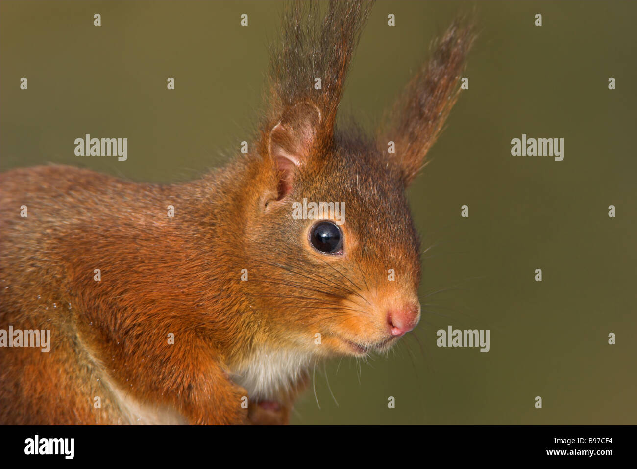 Squirrels mammals rodents hi-res stock photography and images - Alamy